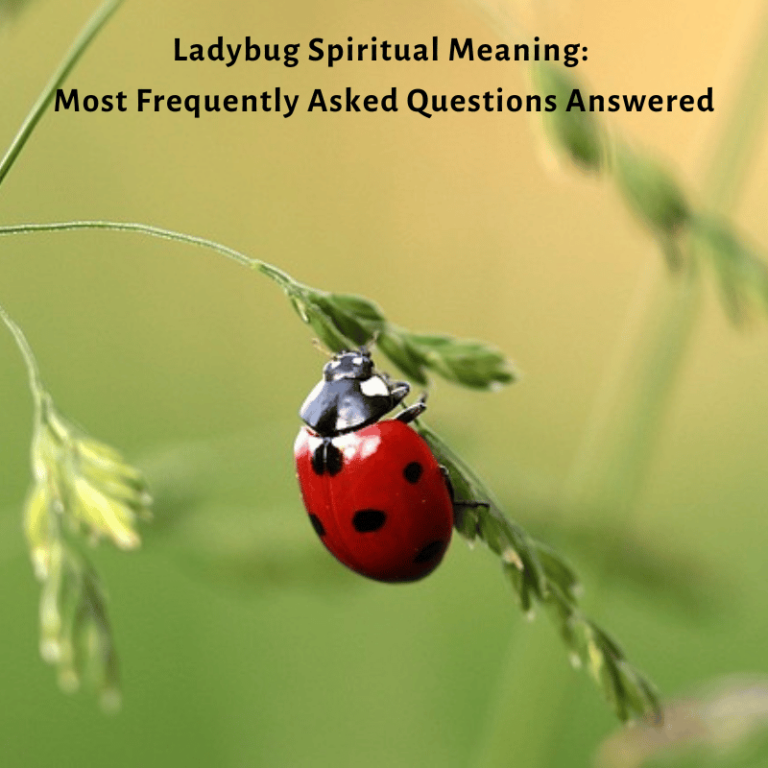 Ladybug Spiritual Meaning: Most Frequently Asked Questions Answered